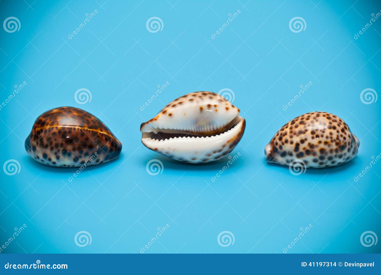 Three Shells with Brown Spots Stock Photo - Image of large, fragile ...