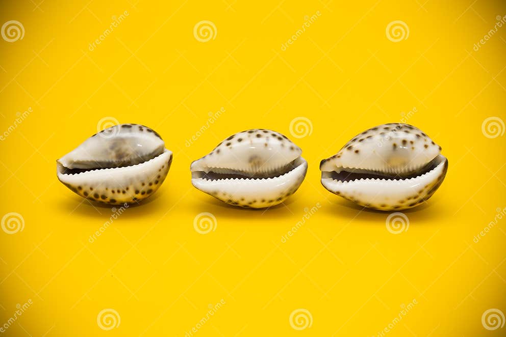 Three Shells with Brown Spots Stock Photo - Image of teeth, conch: 41197276