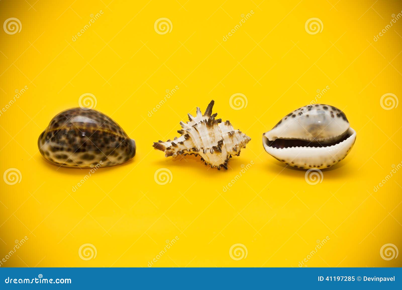 Three Shells with Brown Spots on a Yellow Background Stock Image ...