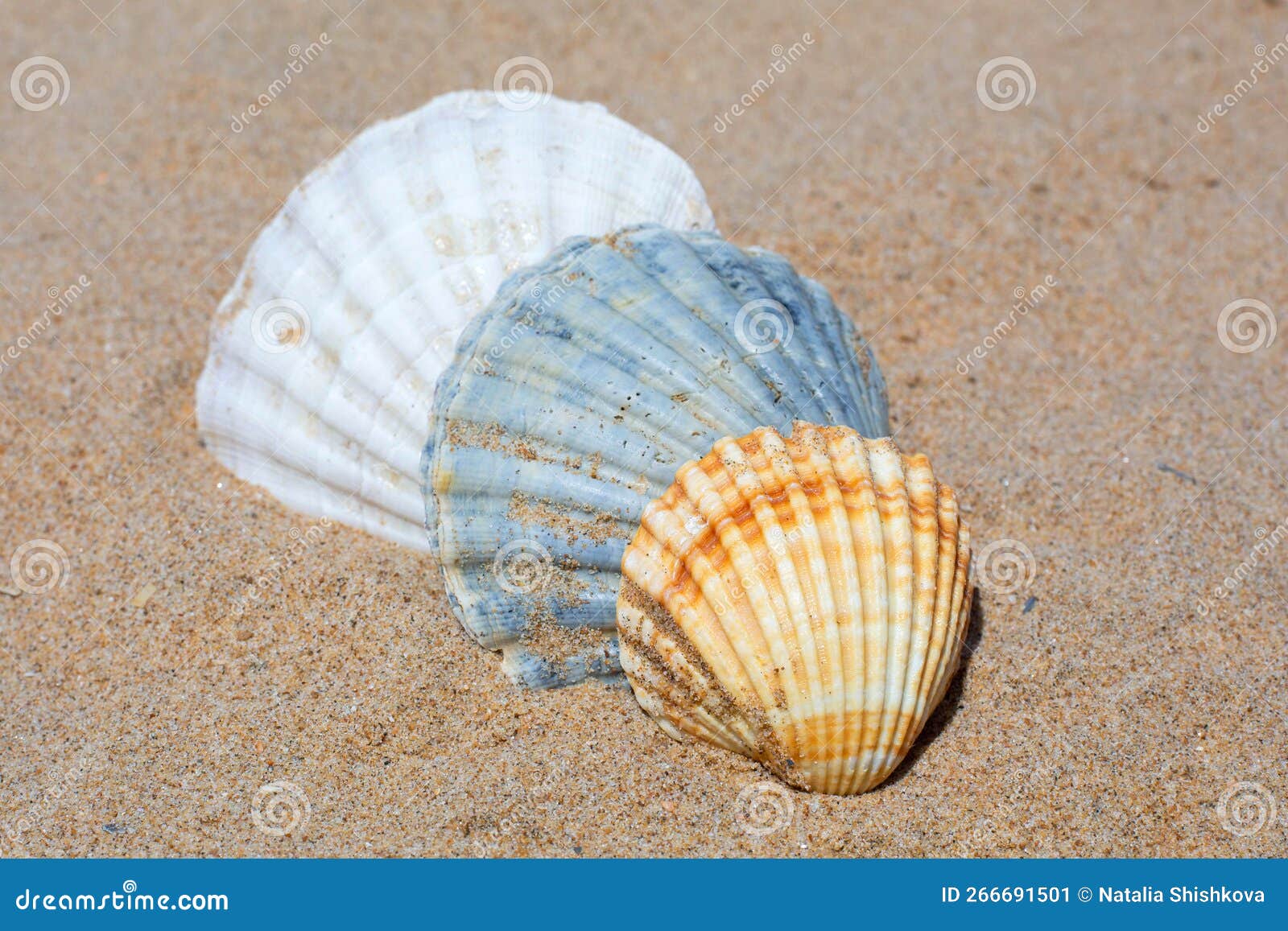 Three Shells of Different Colors are on the Sand. Stock Image - Image ...