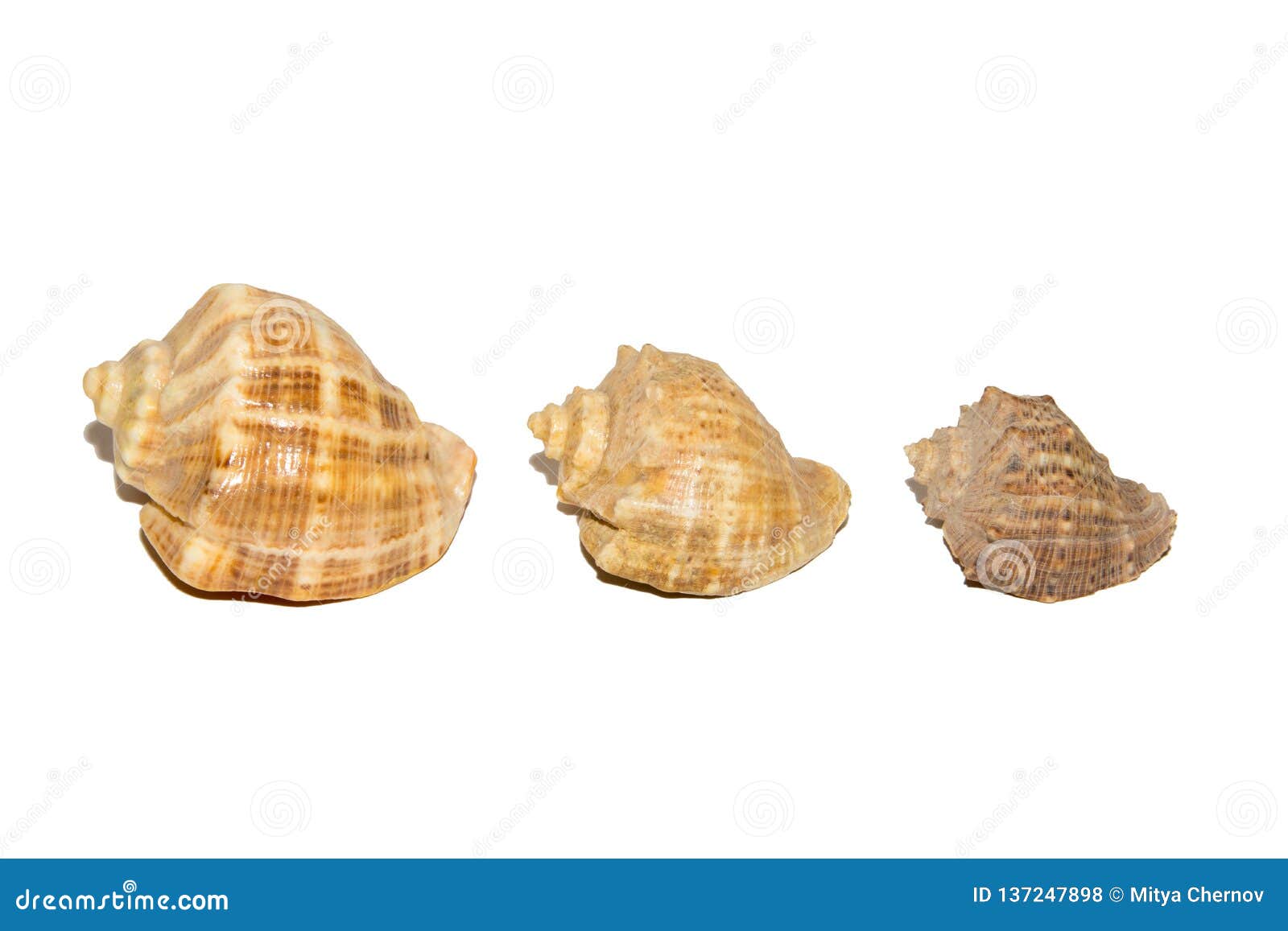 Three Shells of Different Sizes. Isolated on White Background Stock ...