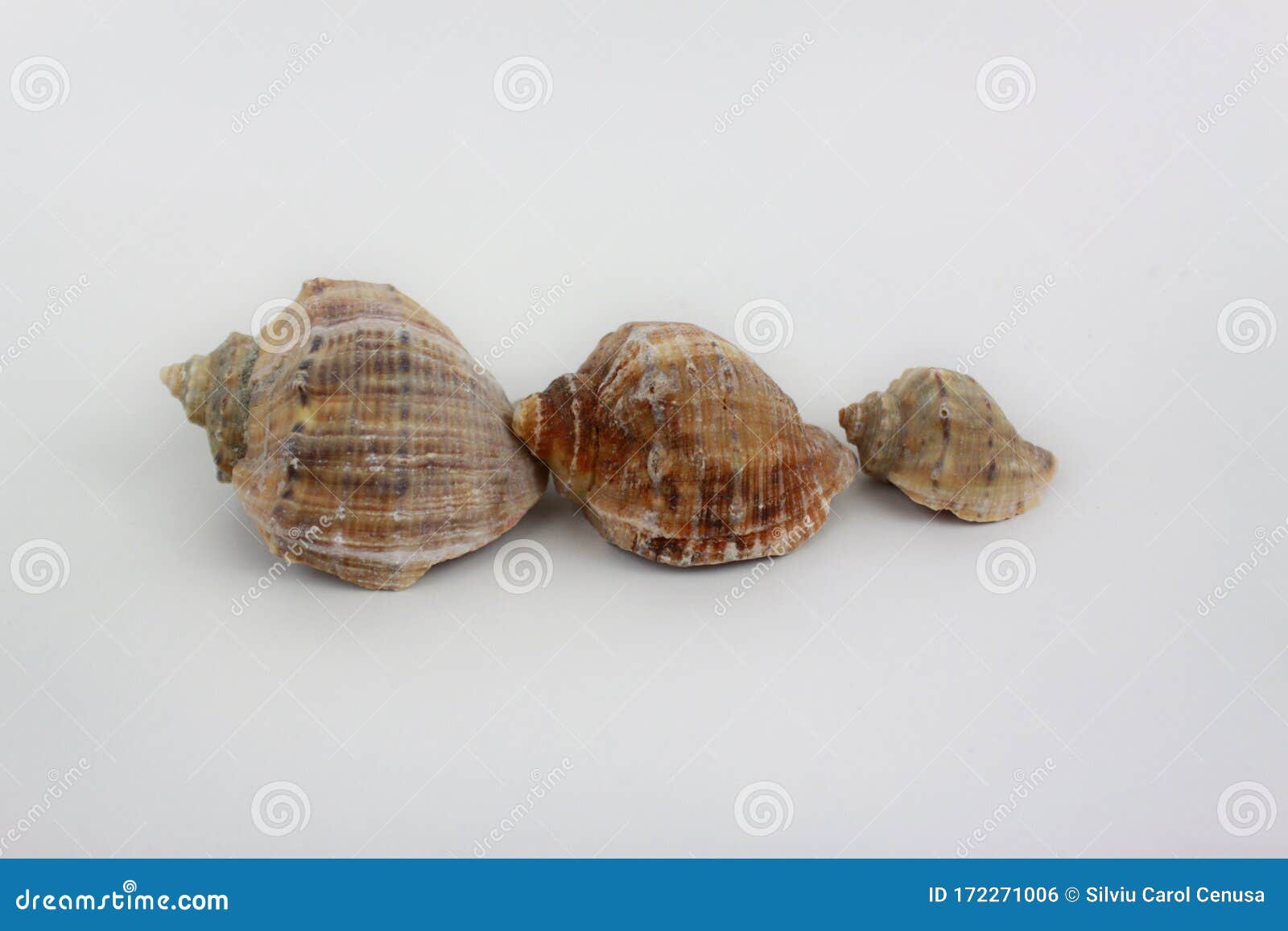 Three Shells Inline on White Background Stock Photo - Image of nature ...