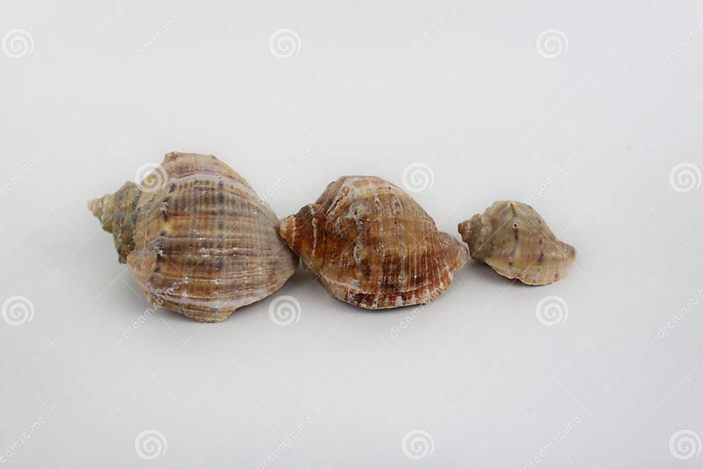 Three Shells Inline on White Background Stock Photo - Image of nature ...
