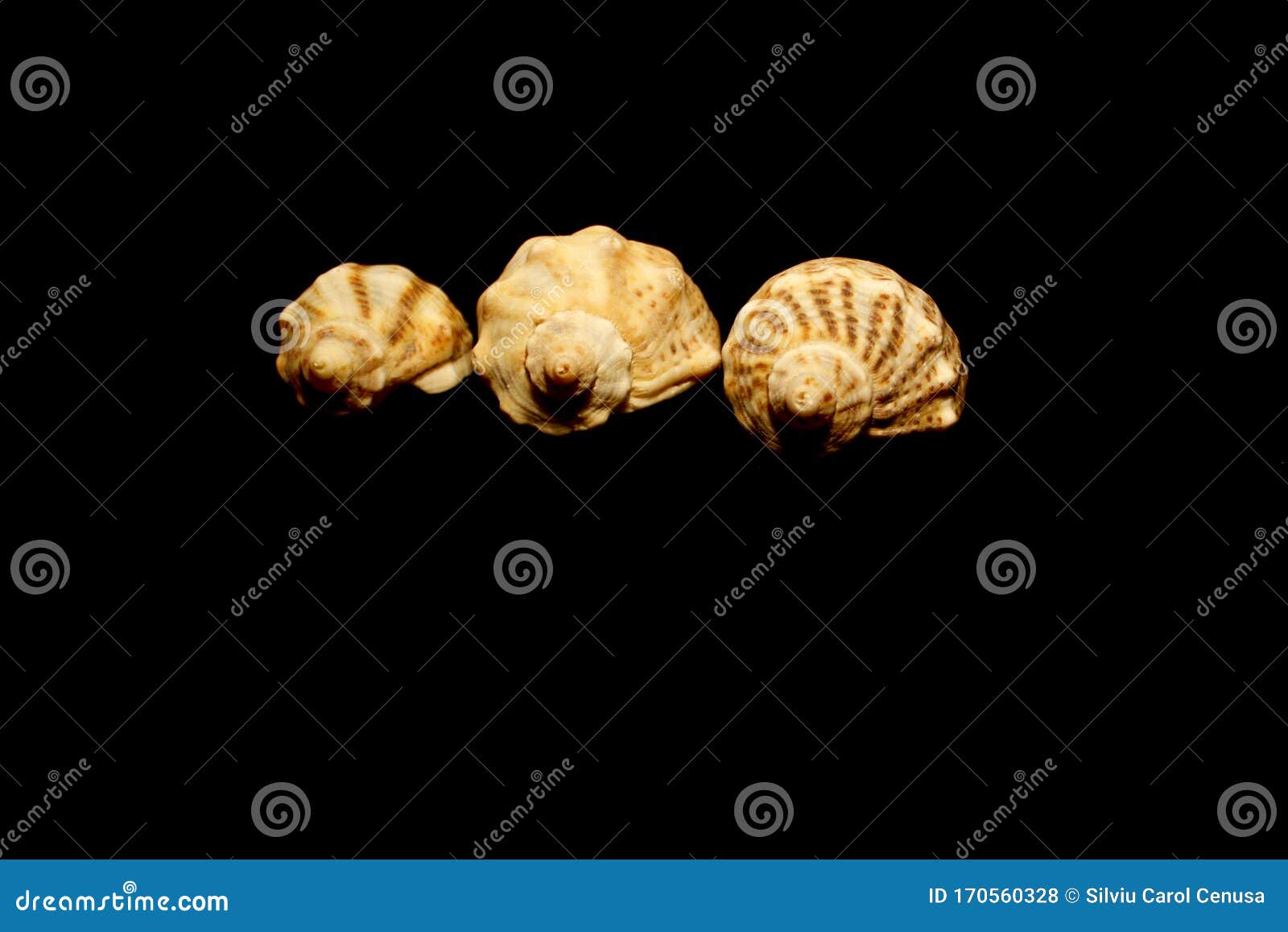 Three shells on black stock photo. Image of beach, amazing - 170560328