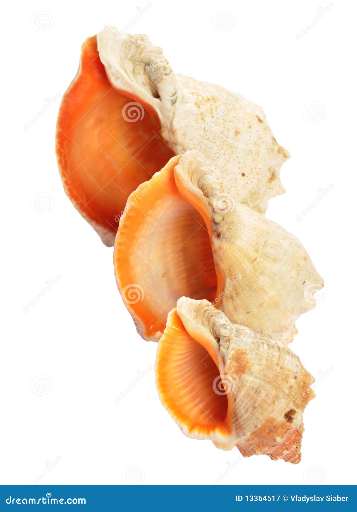 Three shells overlaped stock image. Image of shell, design - 13364517