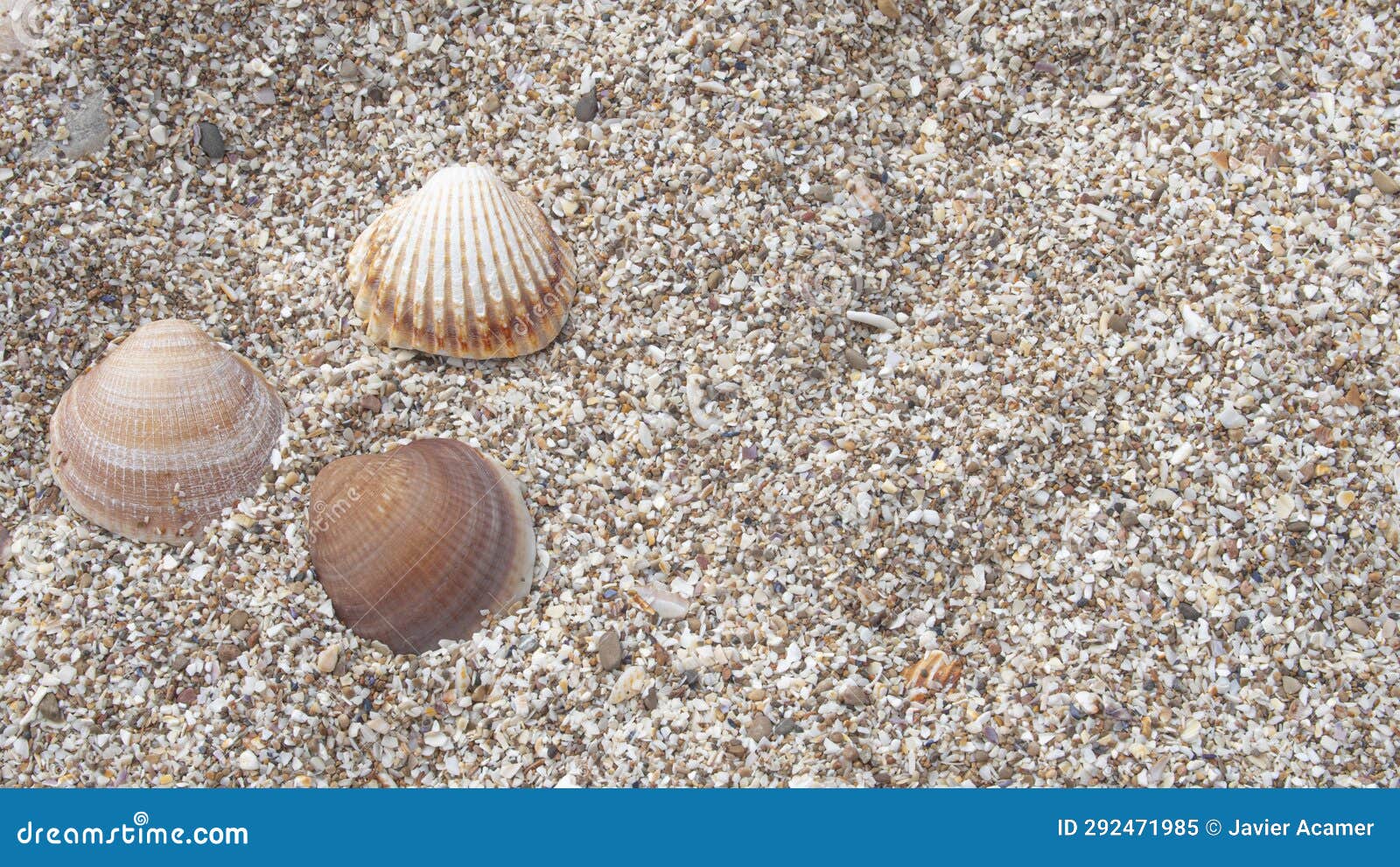 Three Shells on the Sand of a Beach Stock Image - Image of travel, view ...