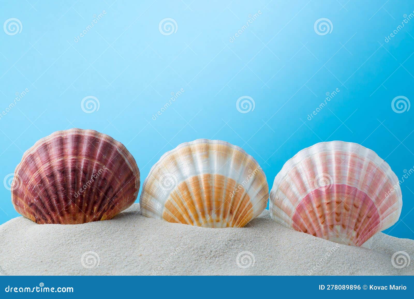The Three Shells In A Line Stock Image | CartoonDealer.com #31944253