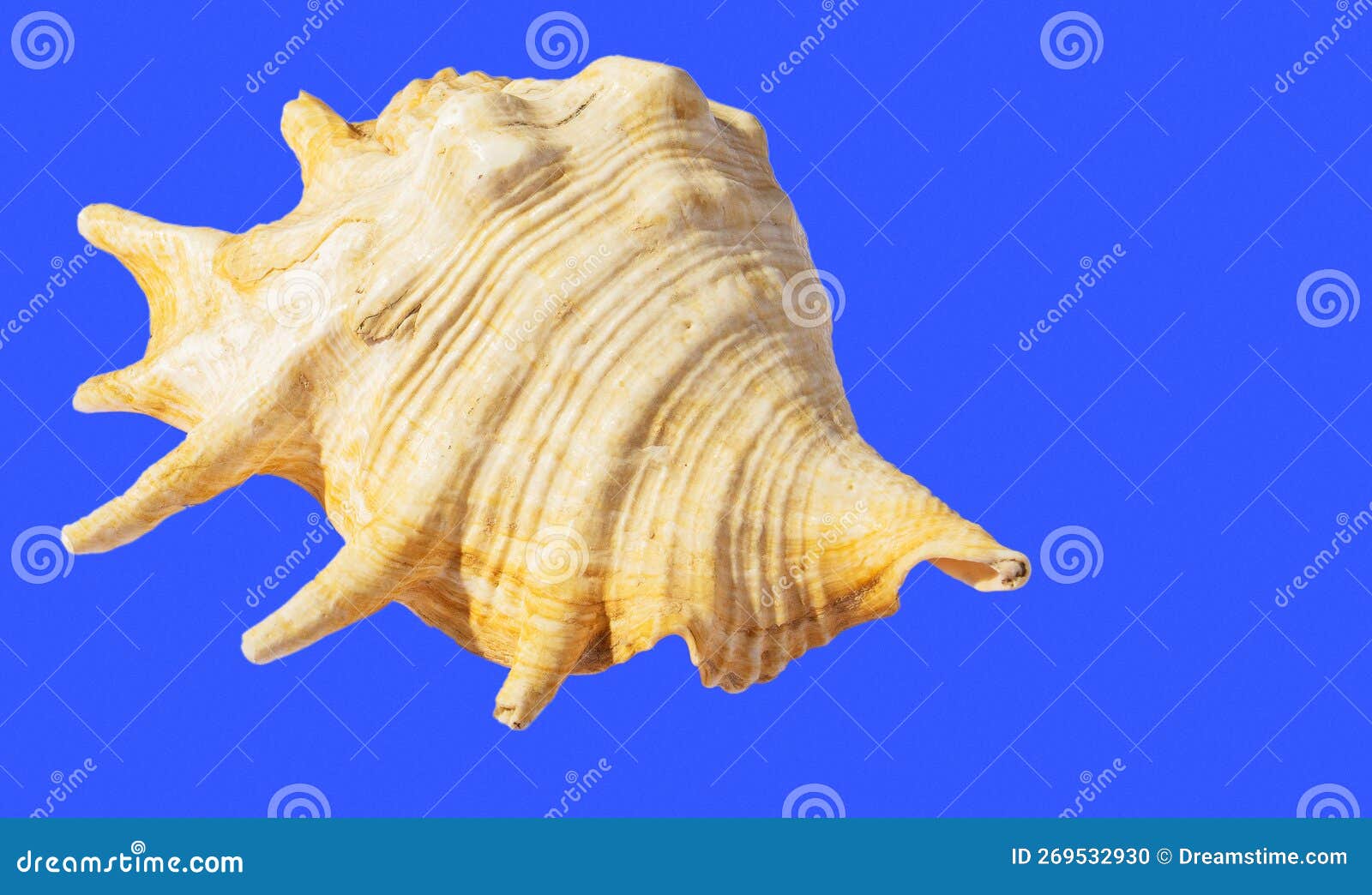 Three Shells of Sea Molluscs Isolate on a Blue Background Stock Photo ...