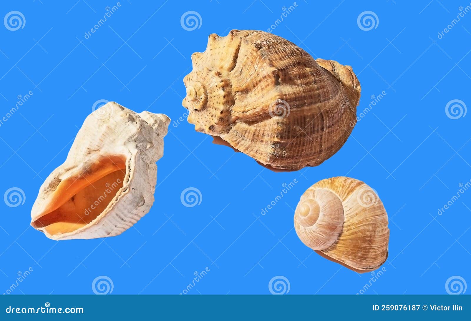 Three Nautilus Shell On White Florida Beach Sand Under The Sun Stock