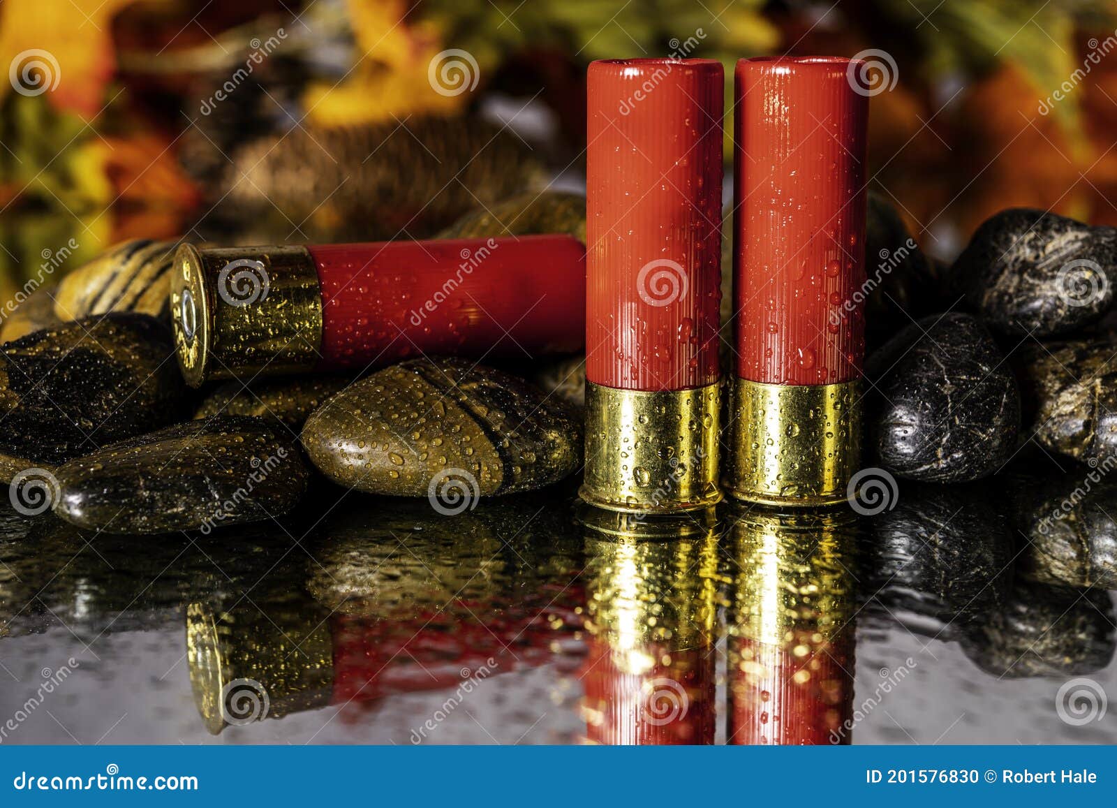 Three Shotgun Shells on Stones Reflecting in Mirror Stock Photo - Image ...