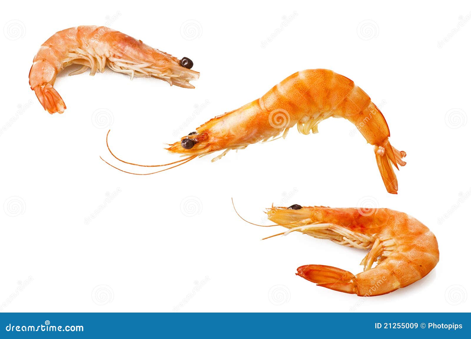 Three shrimps stock image. Image of prawns, restaurant - 21255009