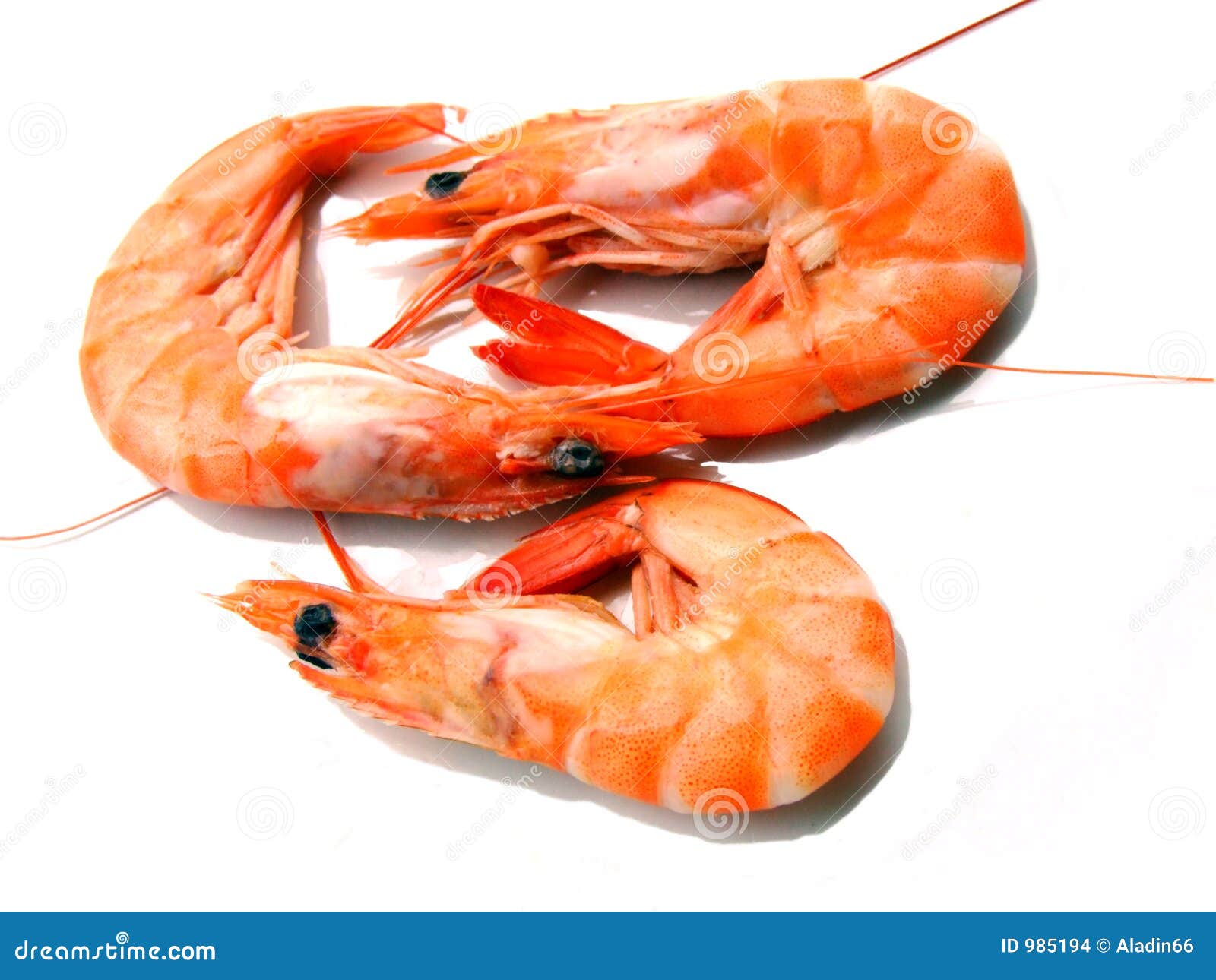 178 Dendrobranchiata Stock Photos - Free & Royalty-Free Stock Photos ...