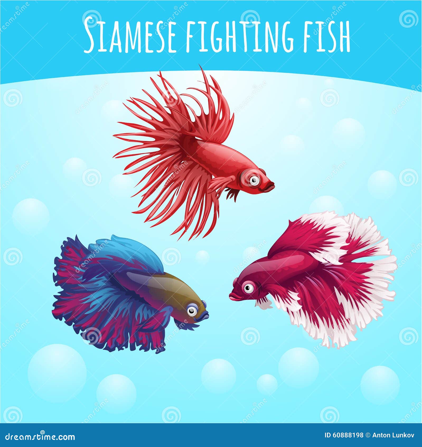 Three Siamese Fighting Fish on a Blue Background Stock Vector ...