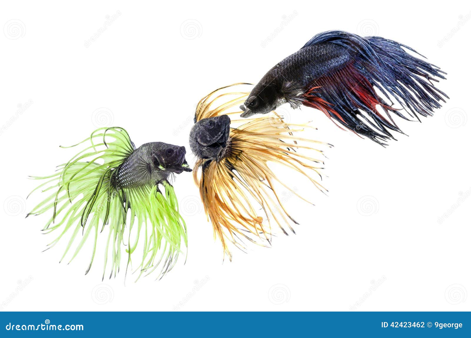 Three Siamese Fighting Fishes Isolated on White Background Stock Photo ...