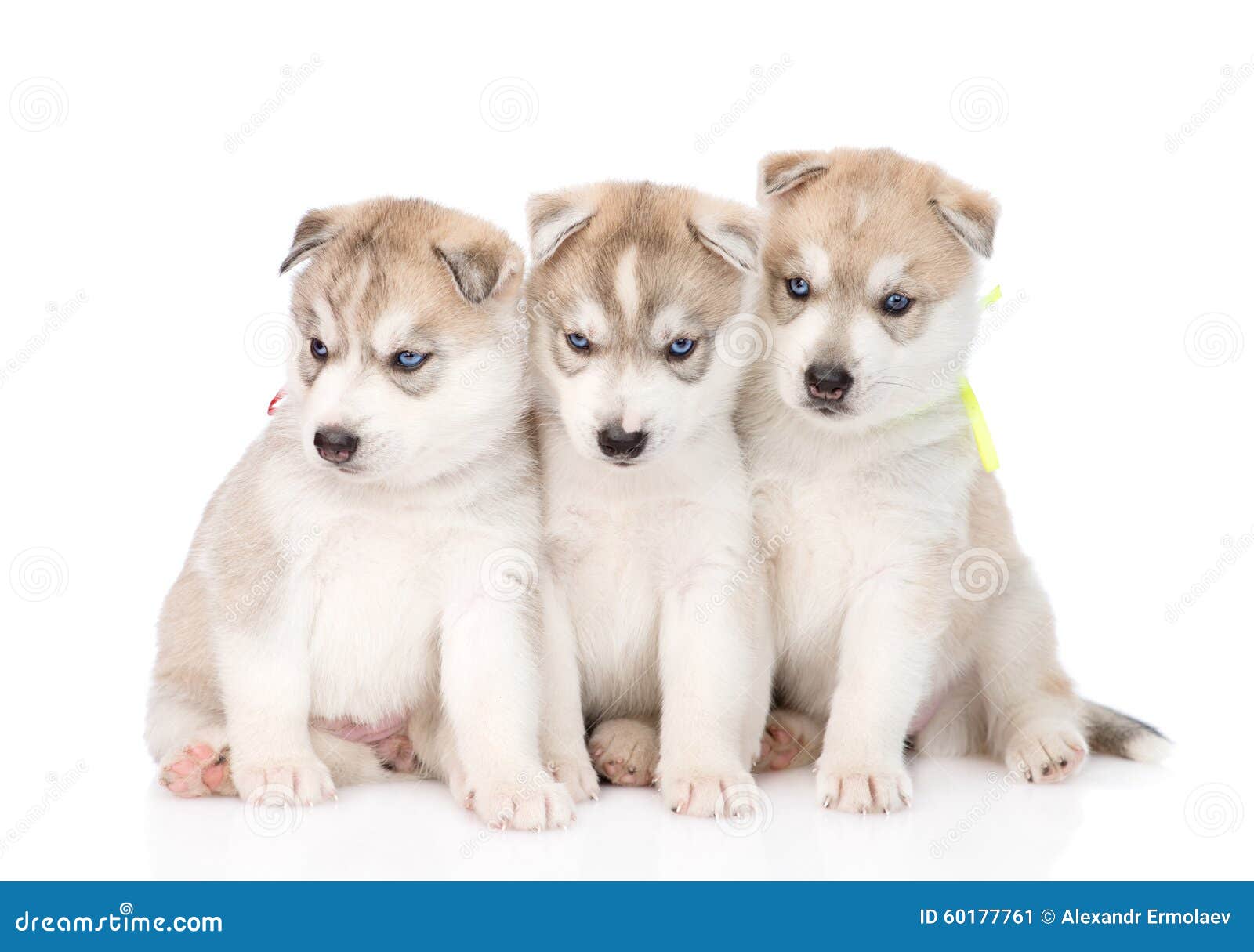 Three Siberian Husky Puppies Sitting in Front. Isolated on White Stock ...