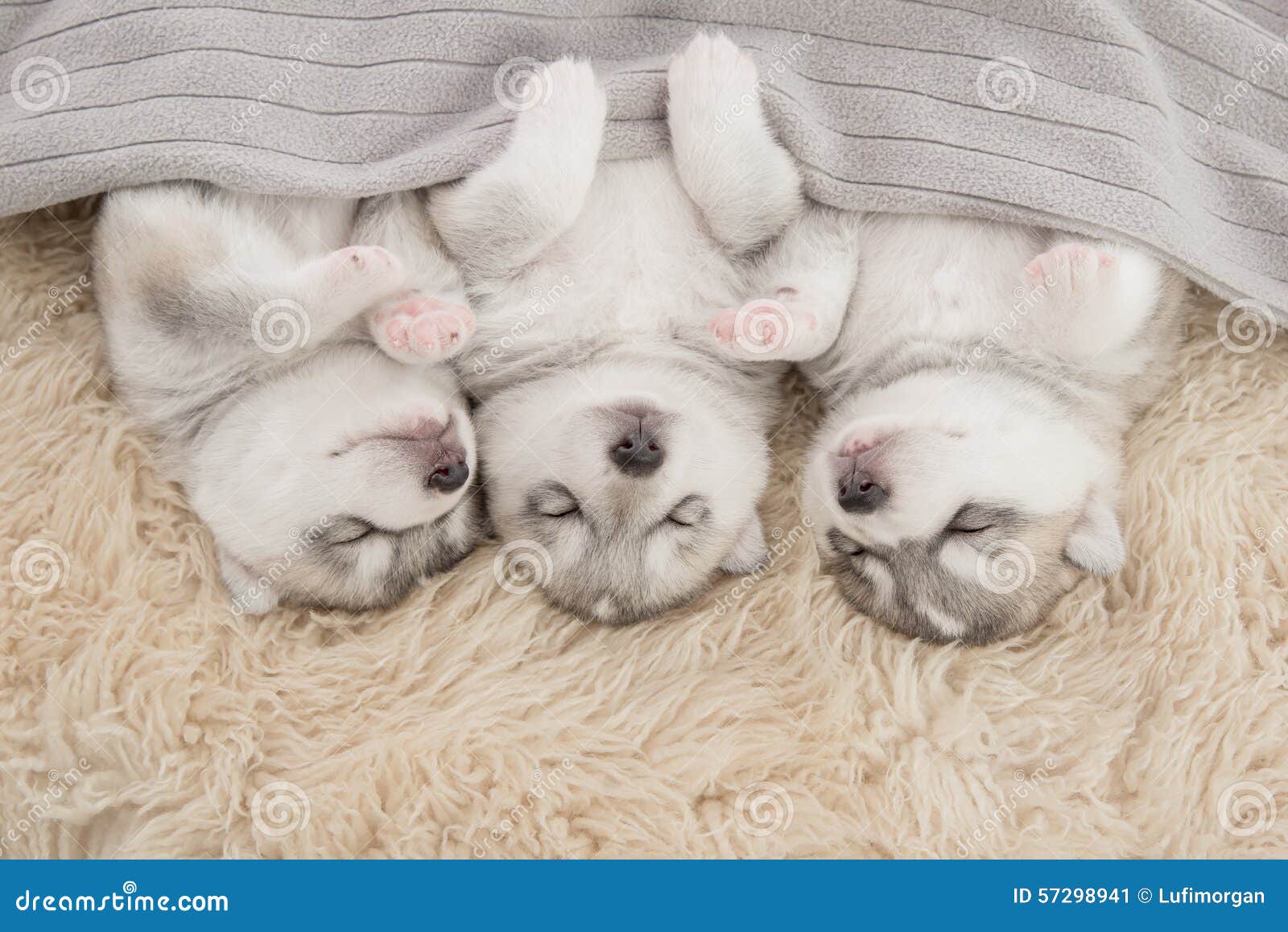 Three of Siberian Husky Puppies Sleeping Stock Image - Image of lying ...