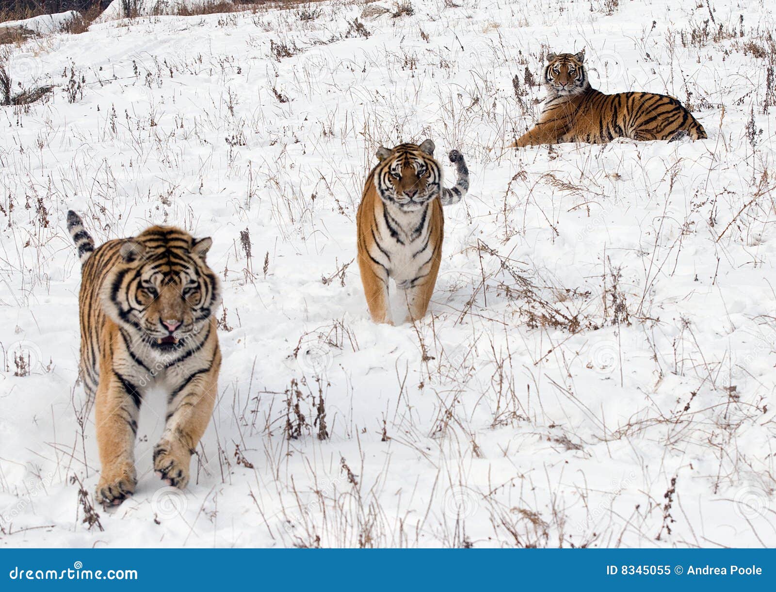 Three Siberian Tigers stock image. Image of black, standing - 8345055