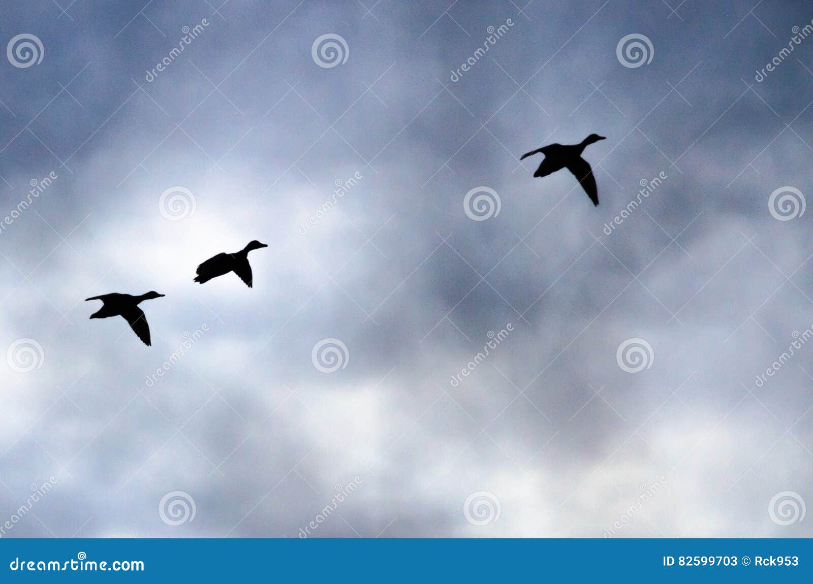 Three Silhouetted Ducks Flying in the Dark Evening Sky Stock Image ...