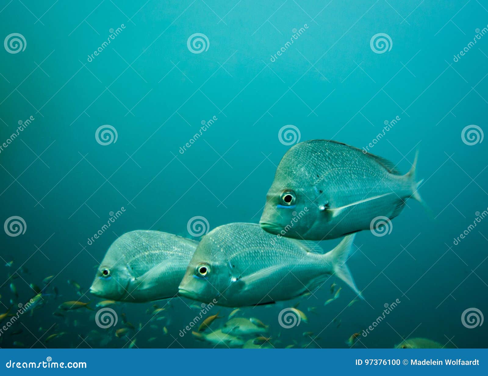 Three Silver Slinger Fish Swimming Together. Stock Photo - Image of ...