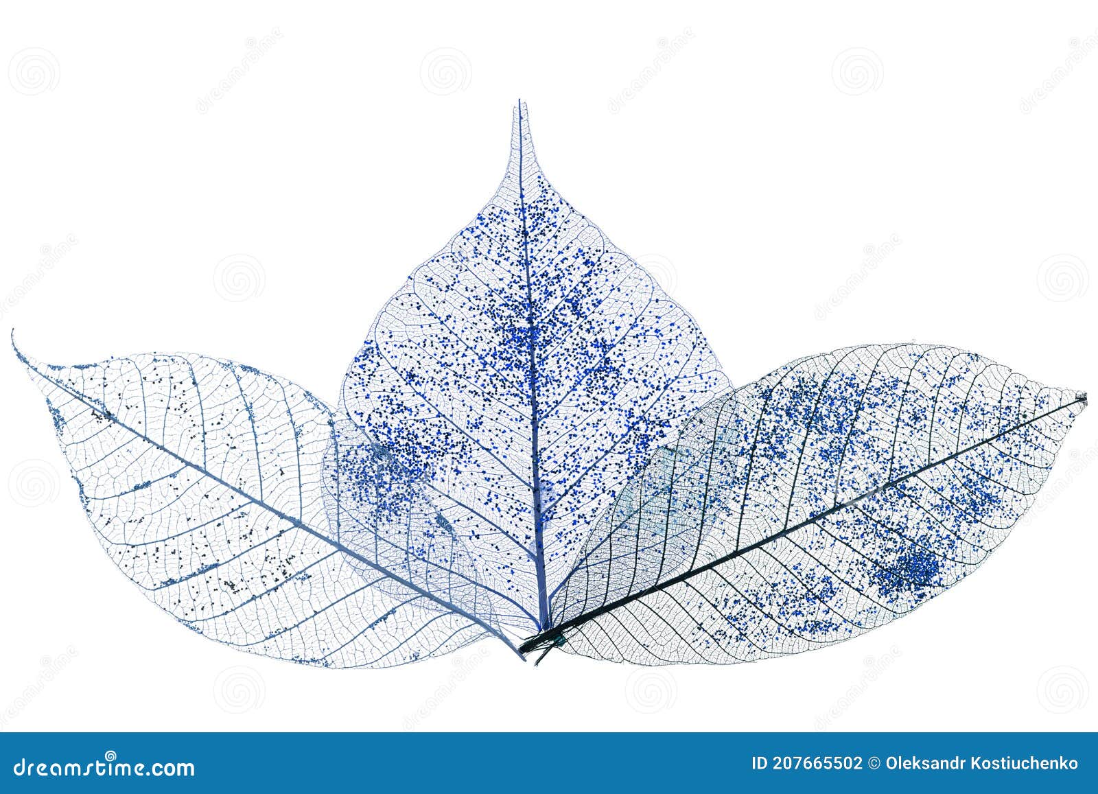Three Skeletonized Leaves Isolated on White Background Stock Photo ...