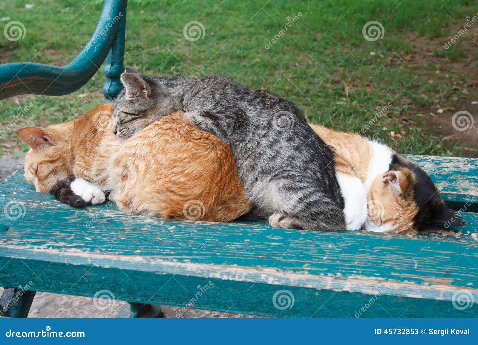 Three Sleeping Cat on the Bench. Outdoors Stock Image - Image of ...
