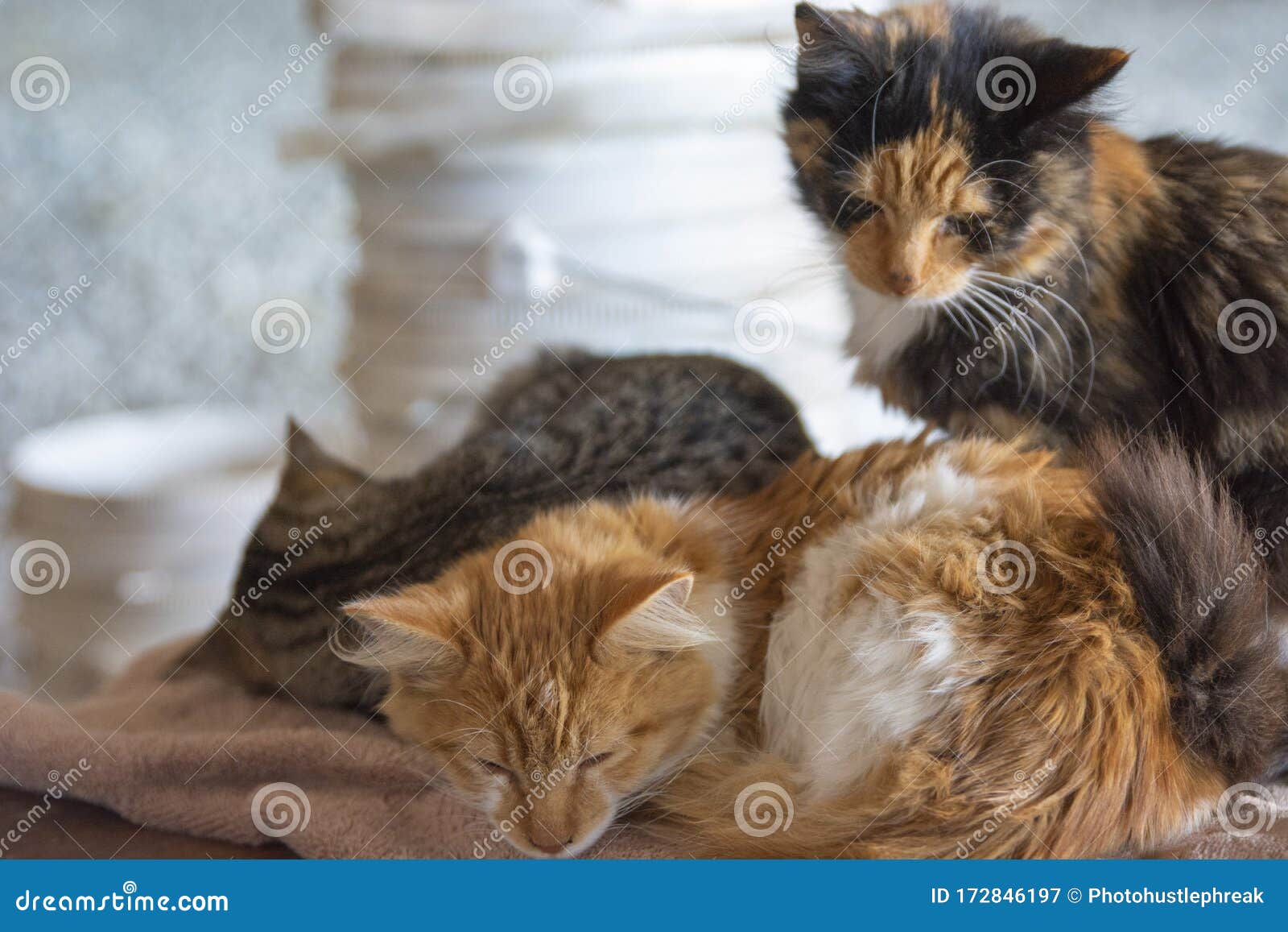 Cute Calico Tabby Kittens