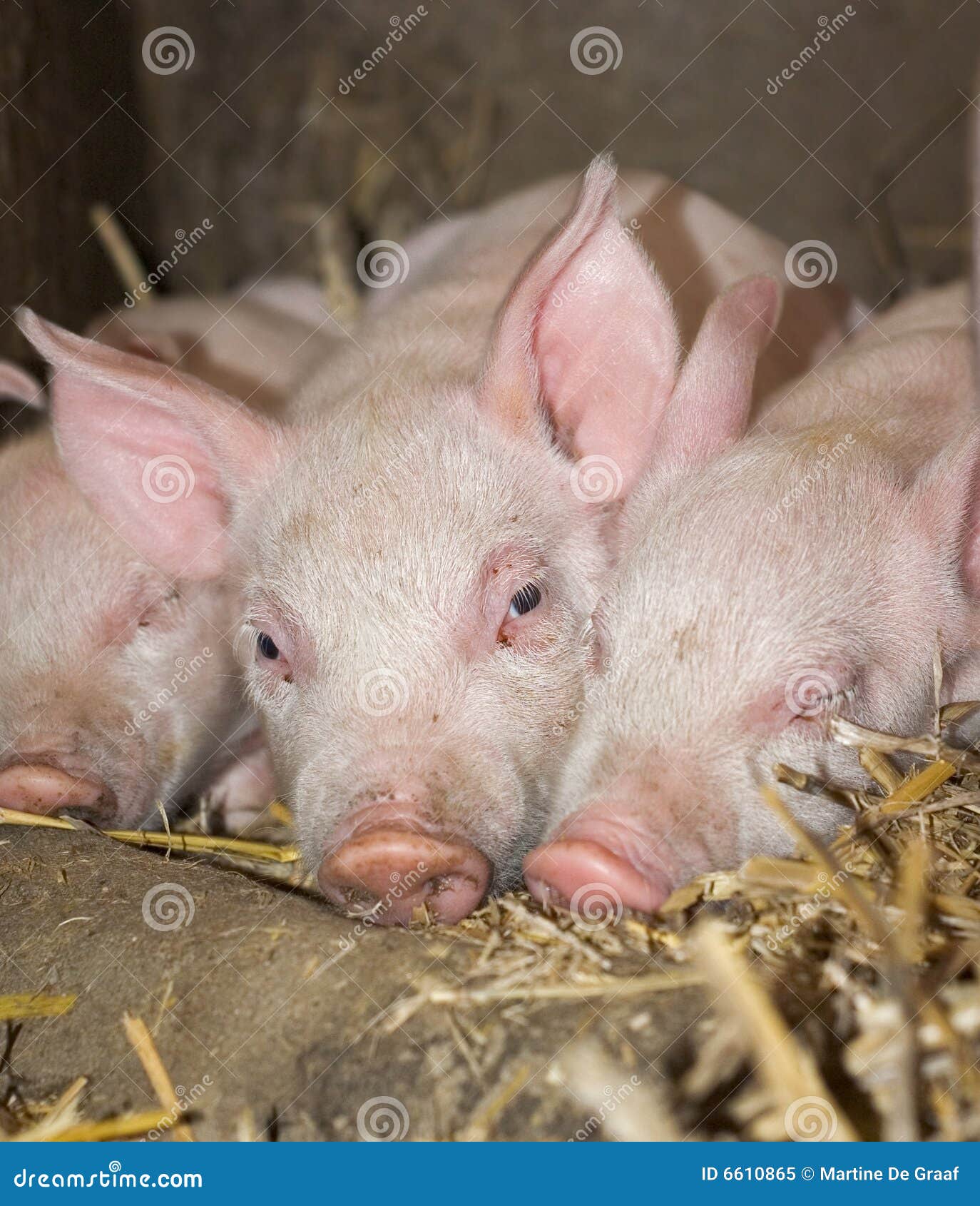 Three Sleepy Piglets stock image. Image of biological - 6610865