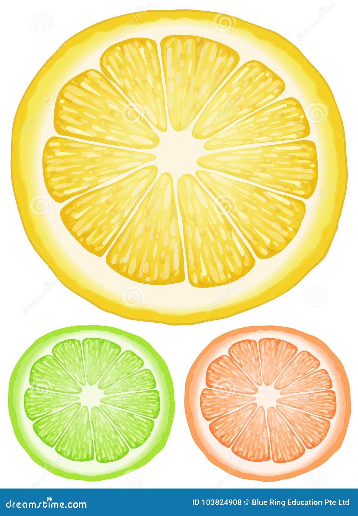 Three Slices of Lemon in Different Colors Stock Vector - Illustration ...
