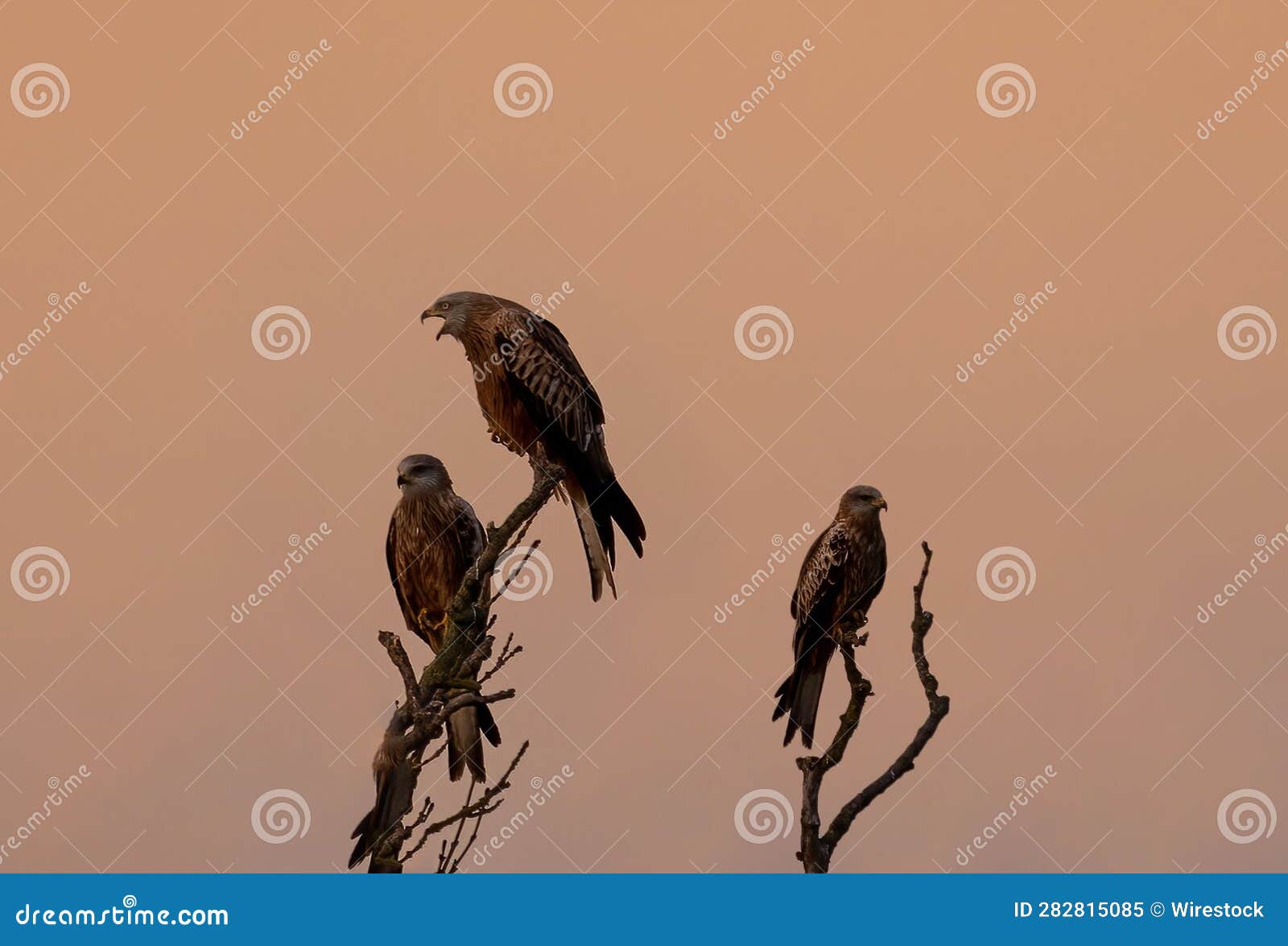 Three Birds are Sitting on Top of a Tree Branch at Sunset Stock Image ...