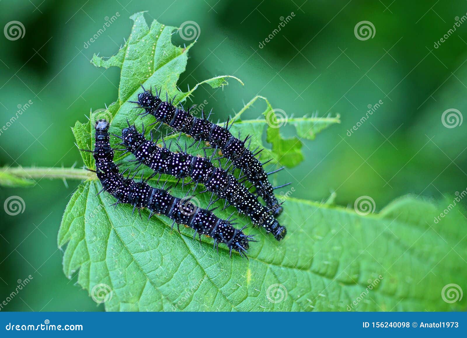 Three Small Black Caterpillars on a Green Leaf Stock Photo - Image of ...