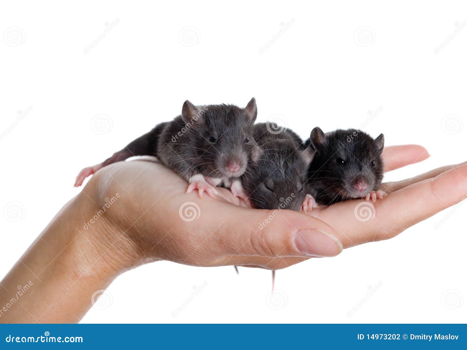 Three small black rats stock photo. Image of isolated - 14973202