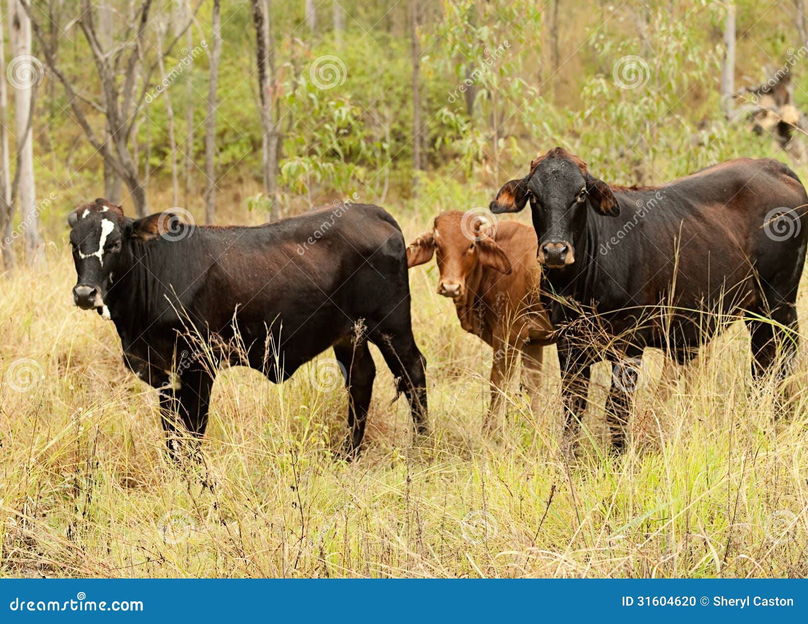 Three Small Brown Beef Cattle Cows Stock Photo - Image of live, animal ...