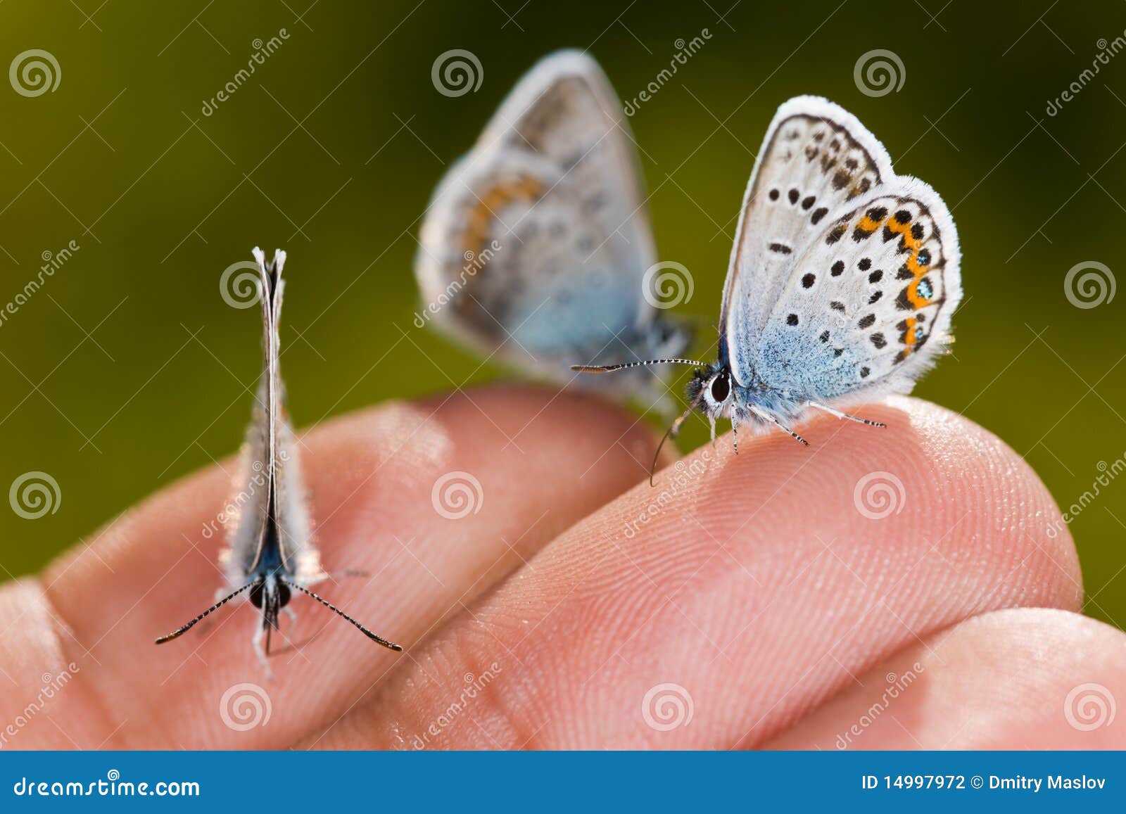 Three small butterflies stock photo. Image of insect - 14997972