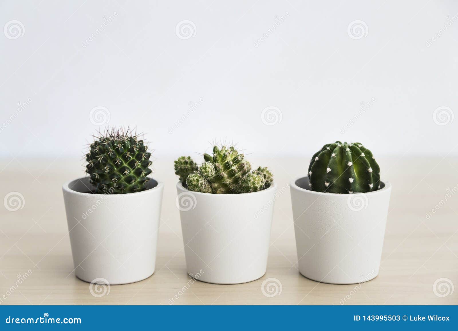 Three Small Cacti Plants in White Pots Stock Image - Image of botanical ...