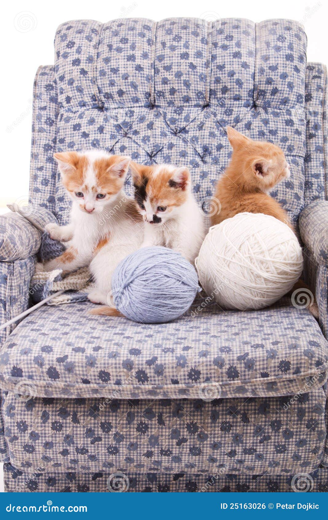 Three small cats stock photo. Image of curiosity, isolated - 25163026