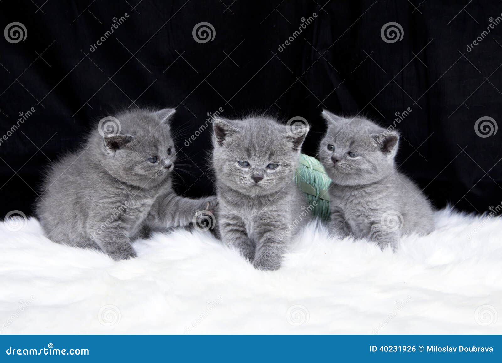 Three small cats stock photo. Image of kitty, brothers - 40231926