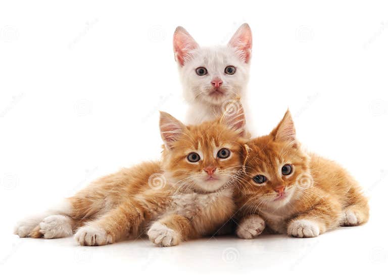Three small cats. stock image. Image of pedigreed, baby - 129370383