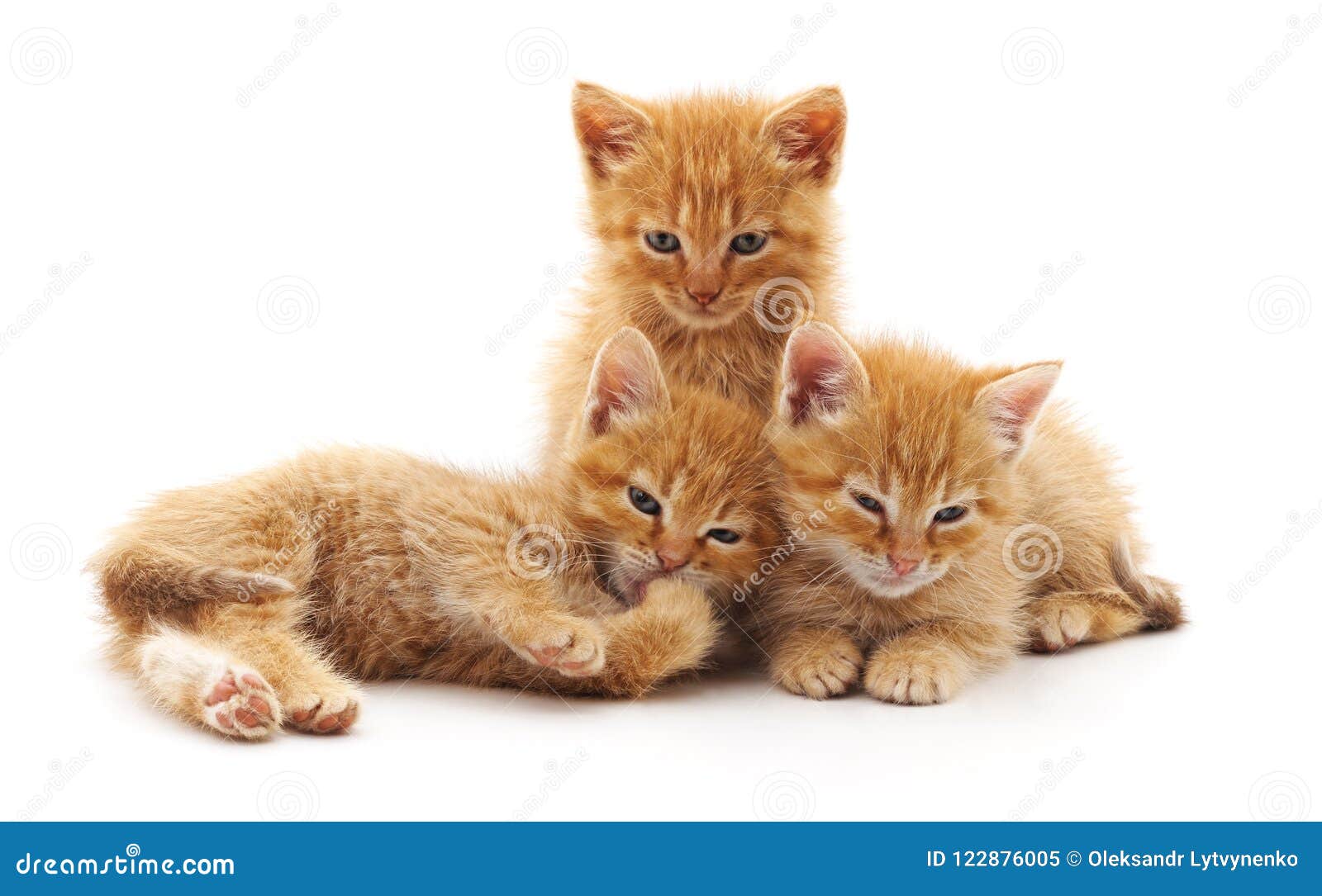 Three small cats. stock image. Image of pedigreed, friendship - 122876005
