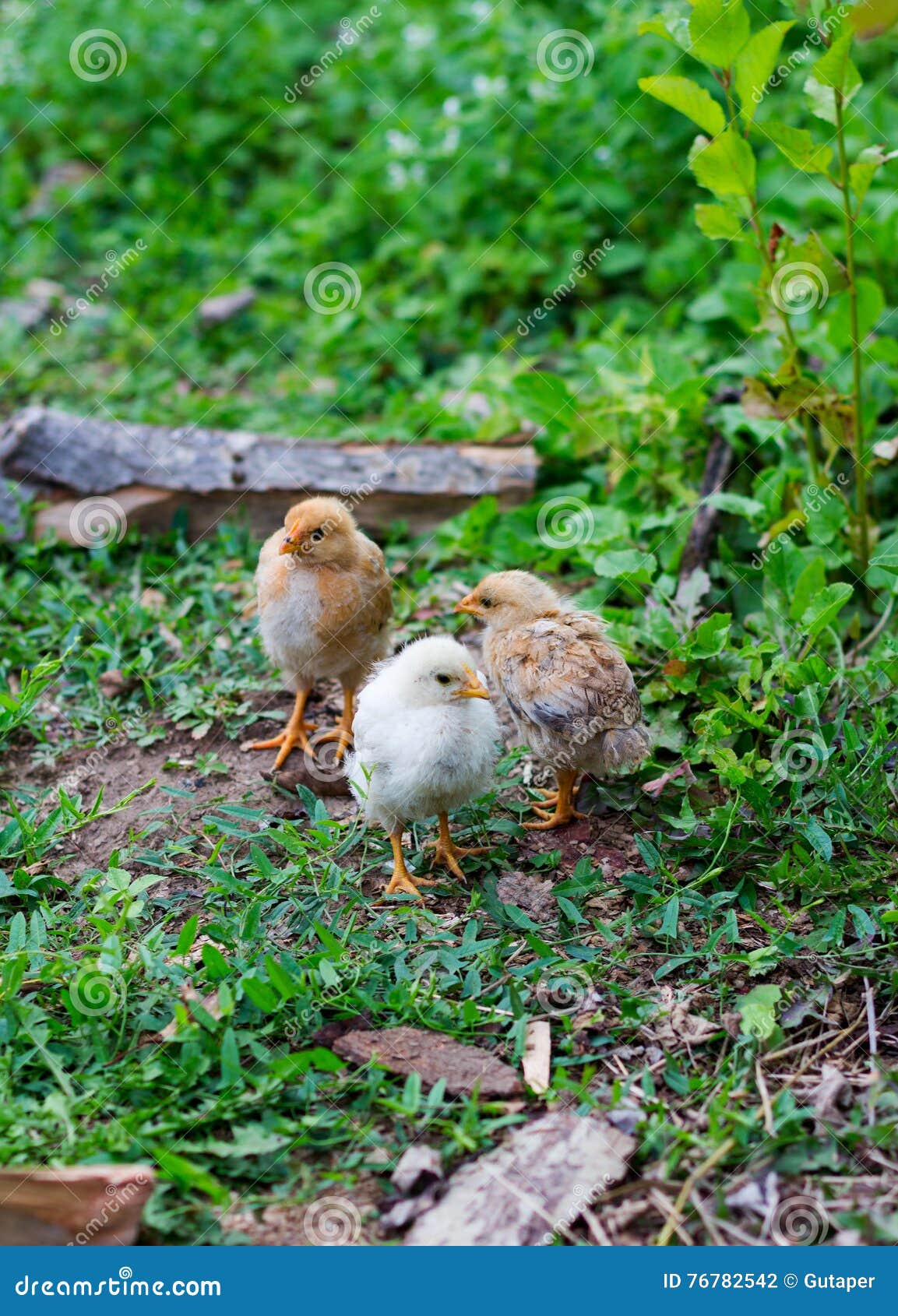 Three small chicken farm stock photo. Image of park, brood - 76782542