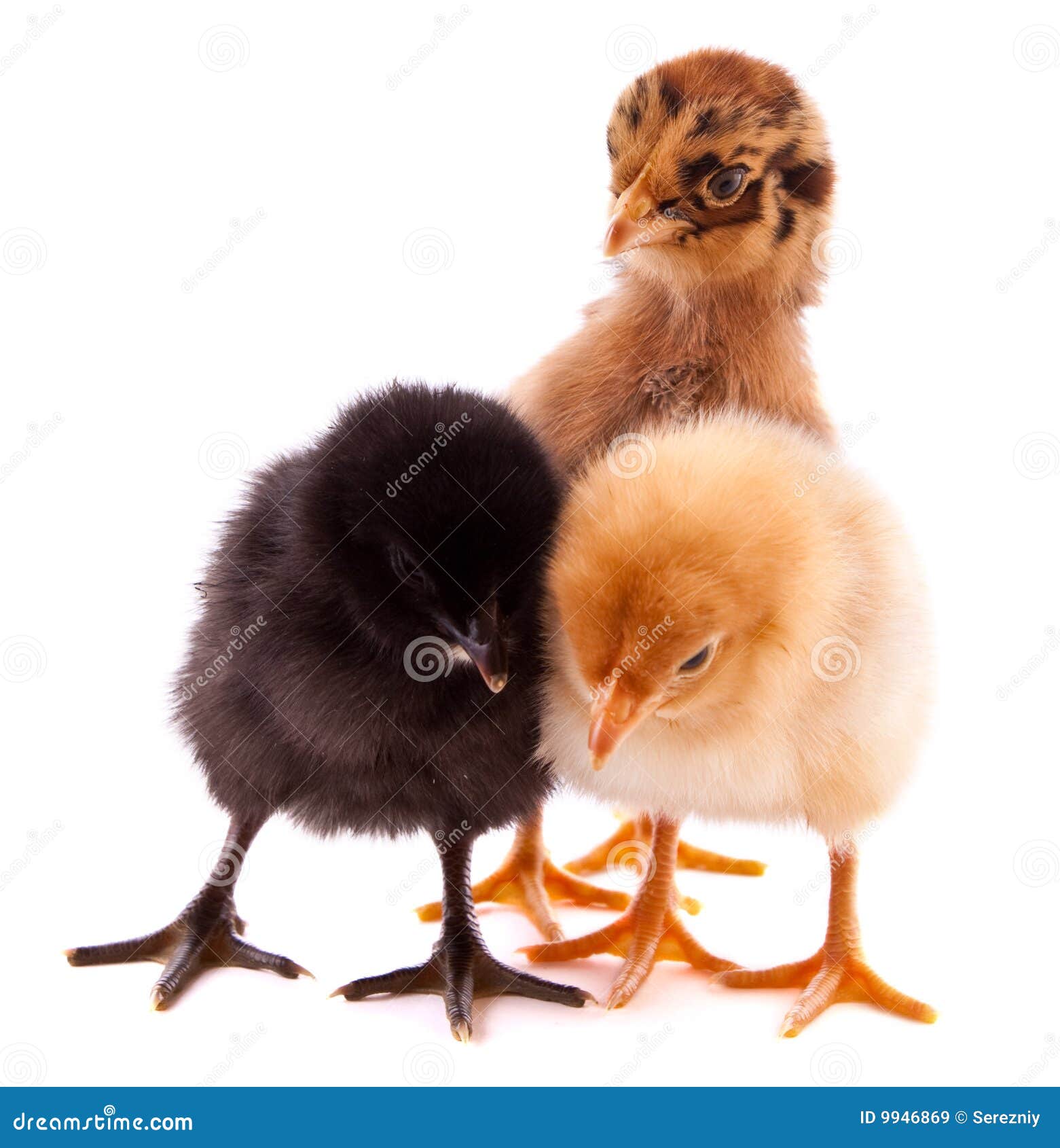 Three Small Chickens Isolated Stock Image - Image of farm, wings: 9946869