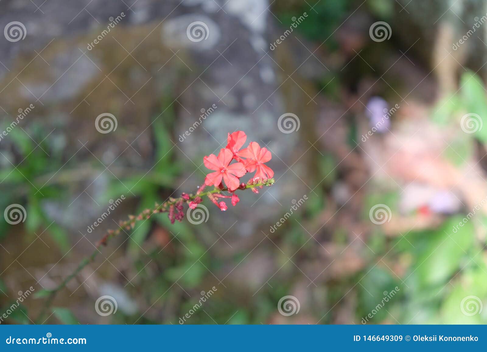 Three Small Delicate Flowers on a Twig. Fragile Plant Stock Image ...