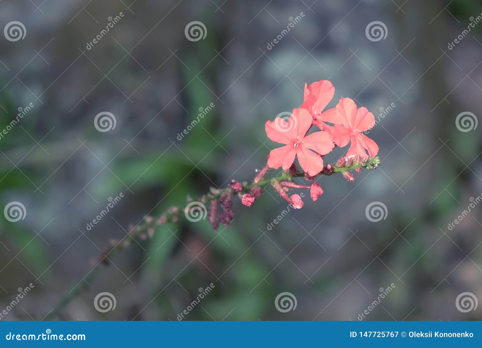 Three Small Delicate Flowers on a Twig. Fragile Plant Stock Image ...