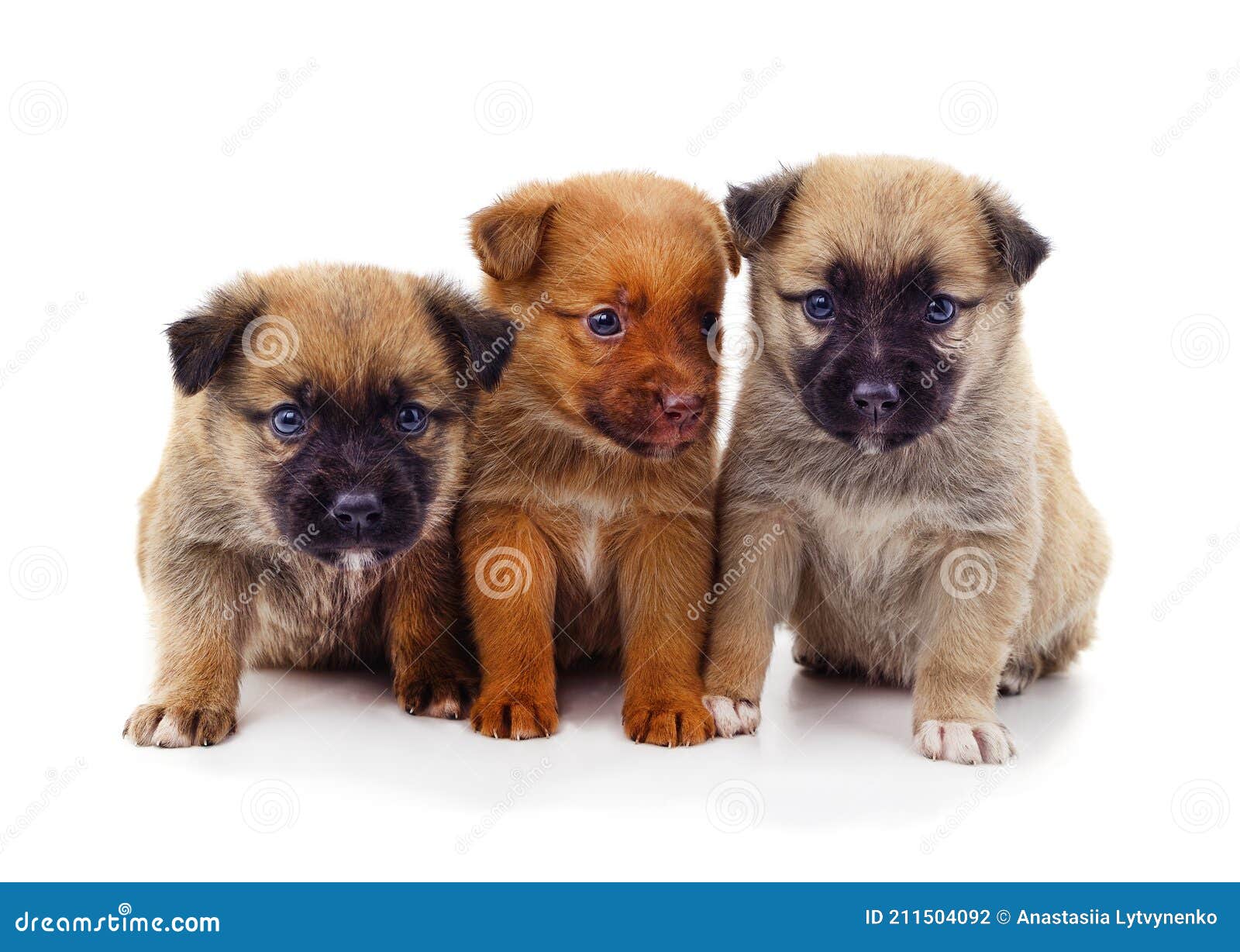Three small dogs stock photo. Image of isolated, mammals - 211504092