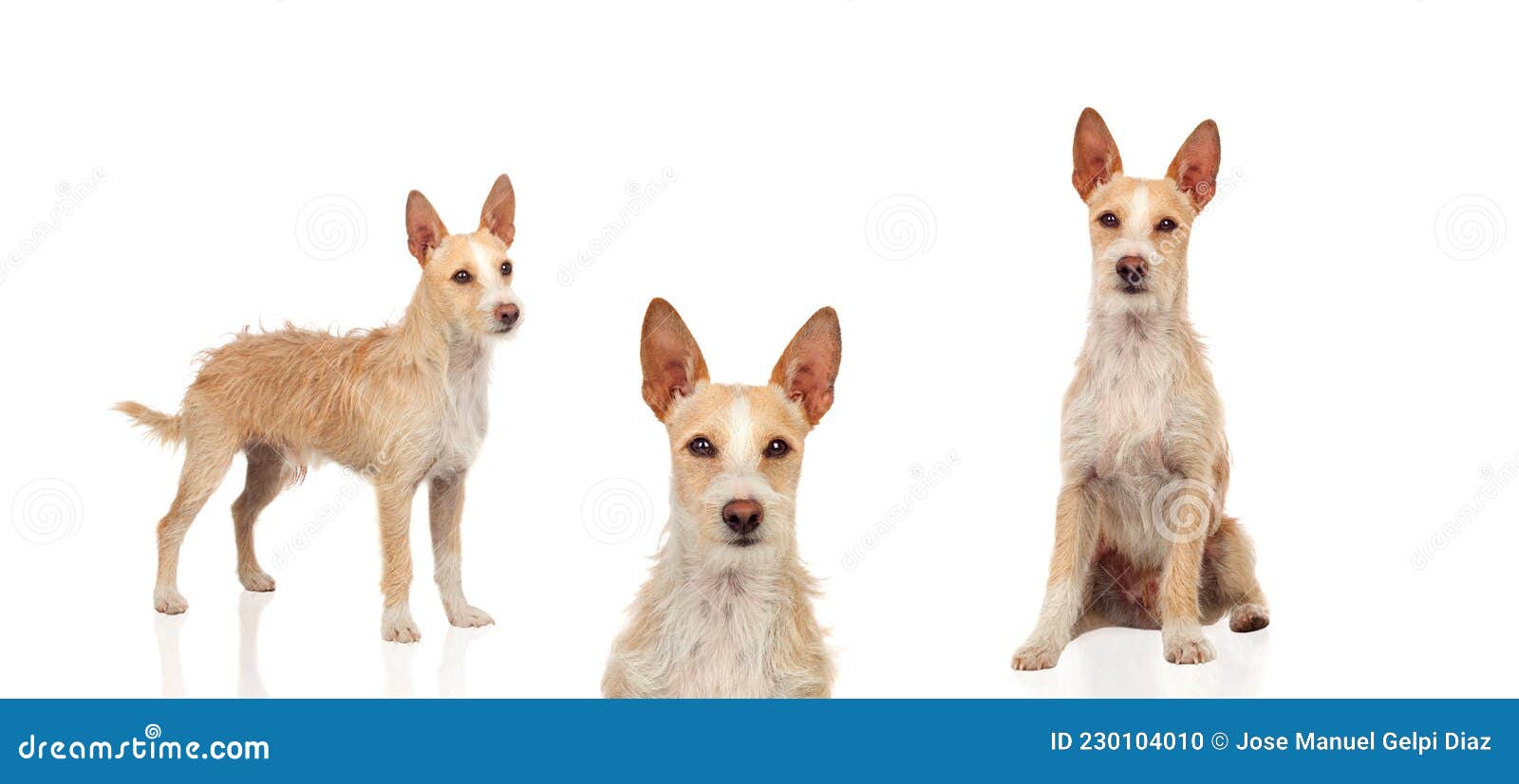 Three small dogs stock photo. Image of collection, mammal - 230104010