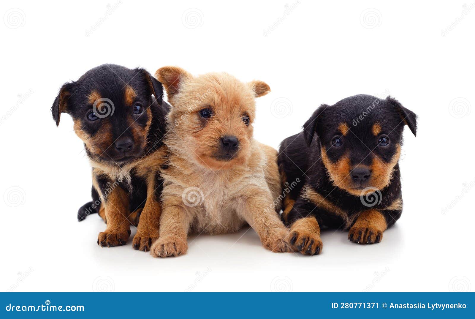 Three small dogs stock image. Image of dogs, mammals - 280771371