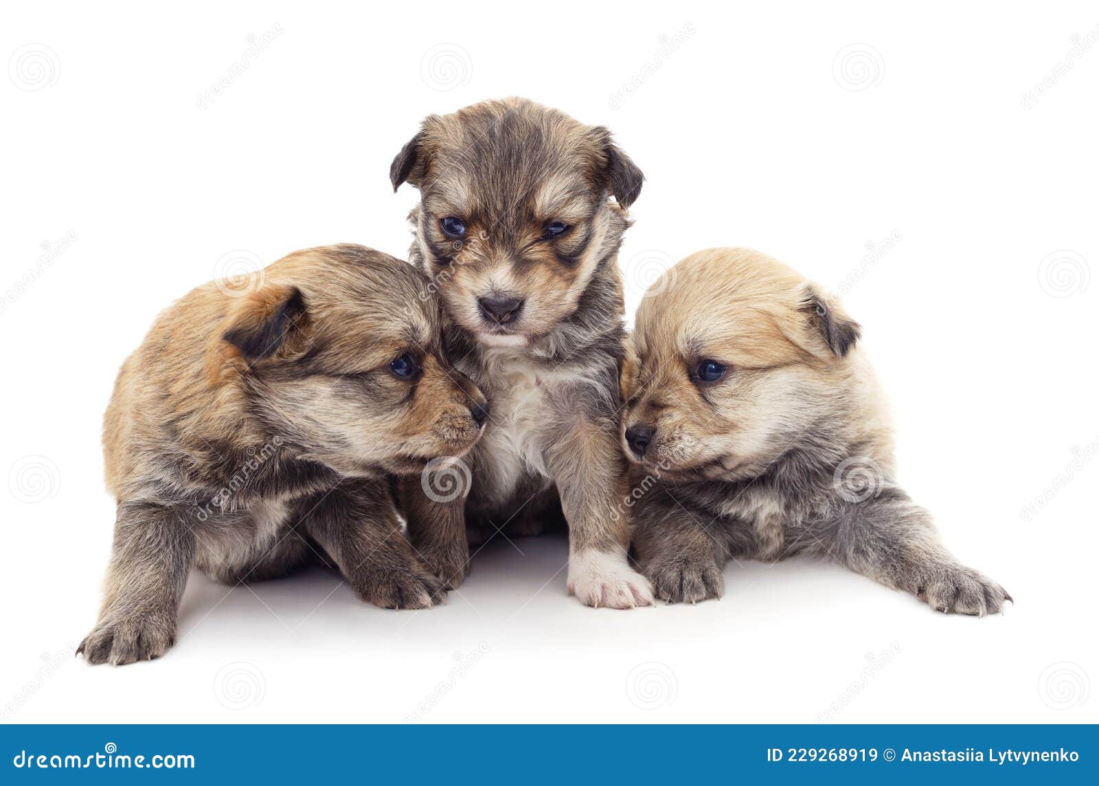 Three small dogs stock image. Image of puppy, animals - 229268919