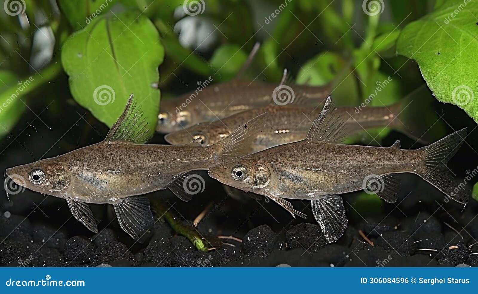Three Small Fish are Swimming in a Tank of Water, AI Stock Photo ...