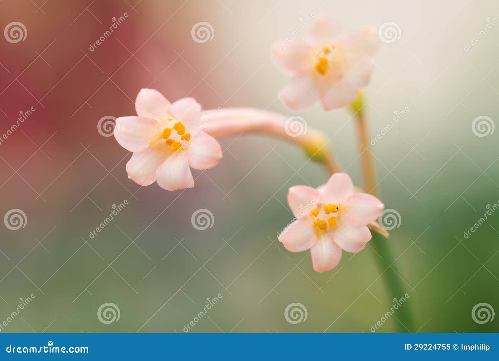 Three small flowers stock image. Image of flora, meadow - 29224755