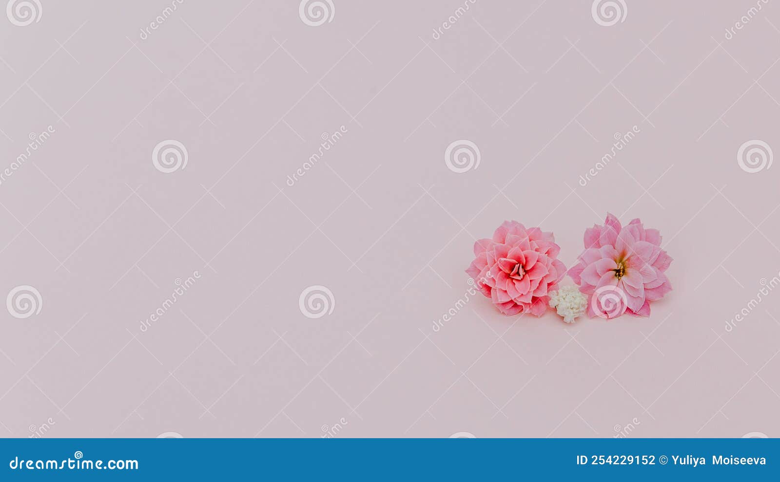 Three Small Flowers on a Pink Background Stock Photo - Image of frame ...