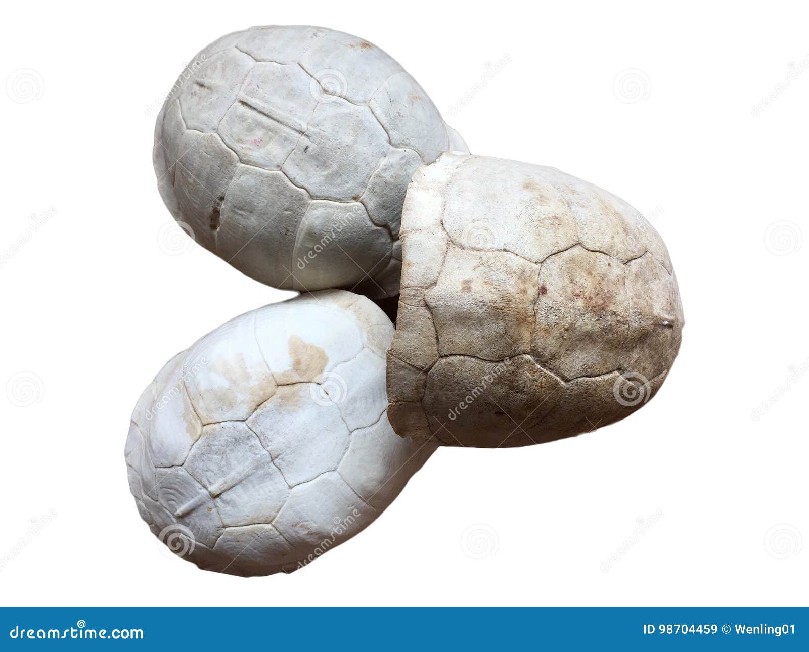 Three Small Hard Tortoise Shells Stock Image - Image of animal ...